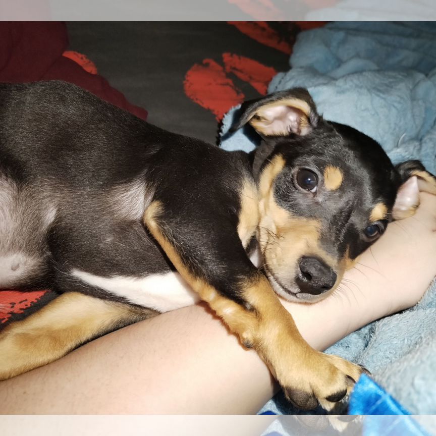 Такса, щенок