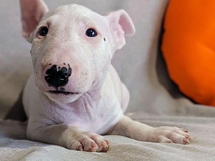 Миниатюрный бультерьер