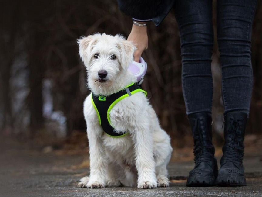 Чудесный беленький молодой Бублик