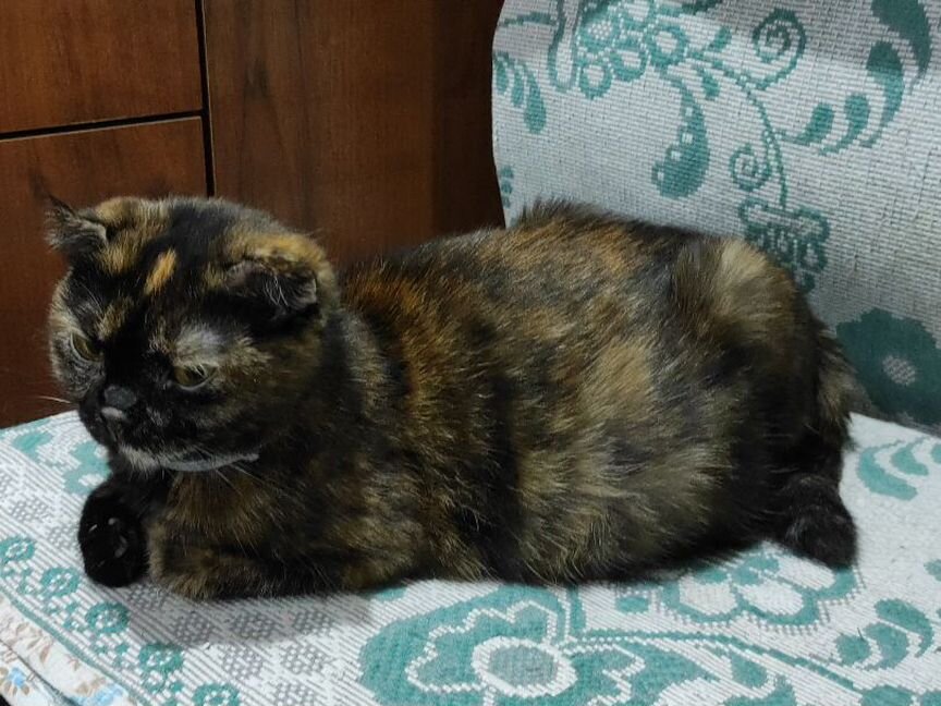 Кошки в добрые руки,породистые