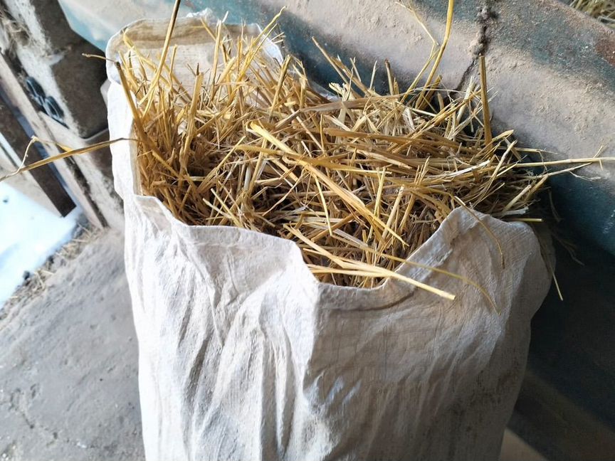 Продам салома