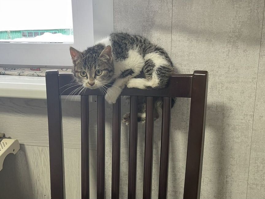 Котята в добрые руки бесплатно
