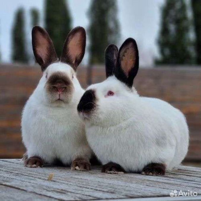 Калифорнийские кролики