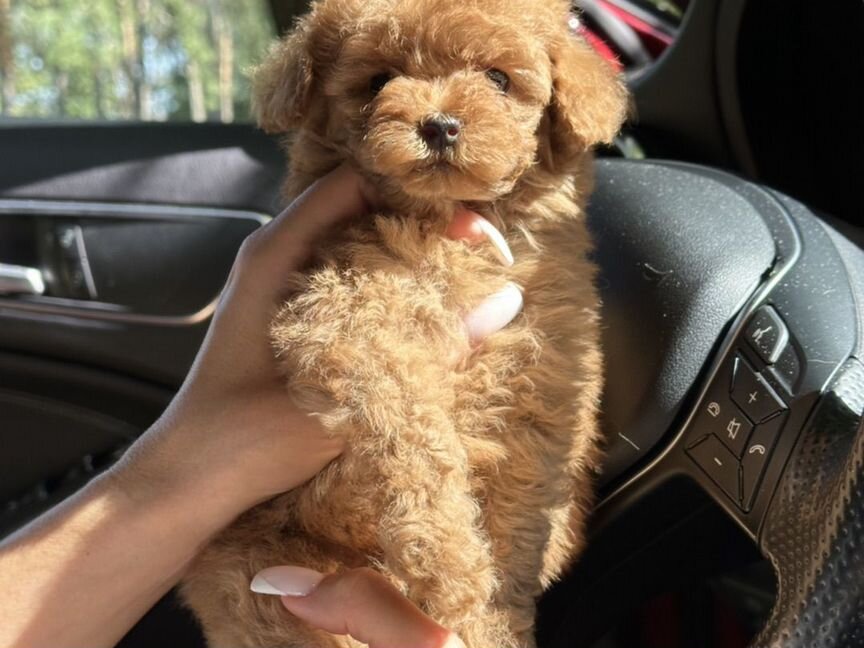 Мальтипульки