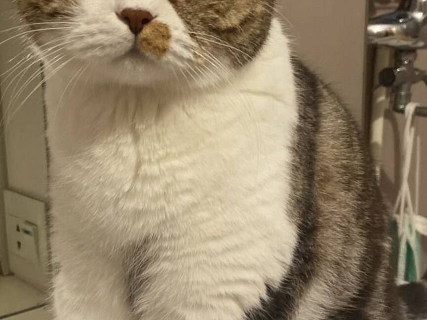 Британский кот