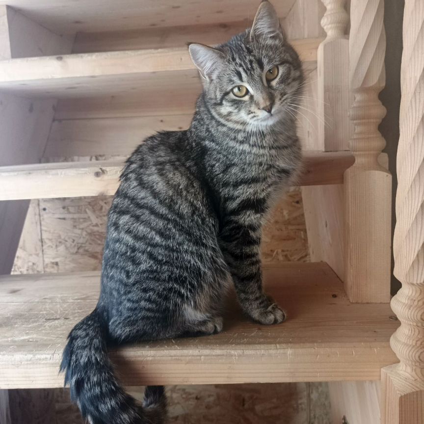 Мейн-кун котёнок