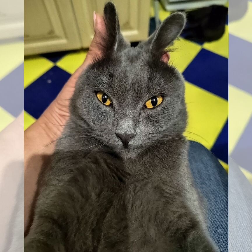 Кот