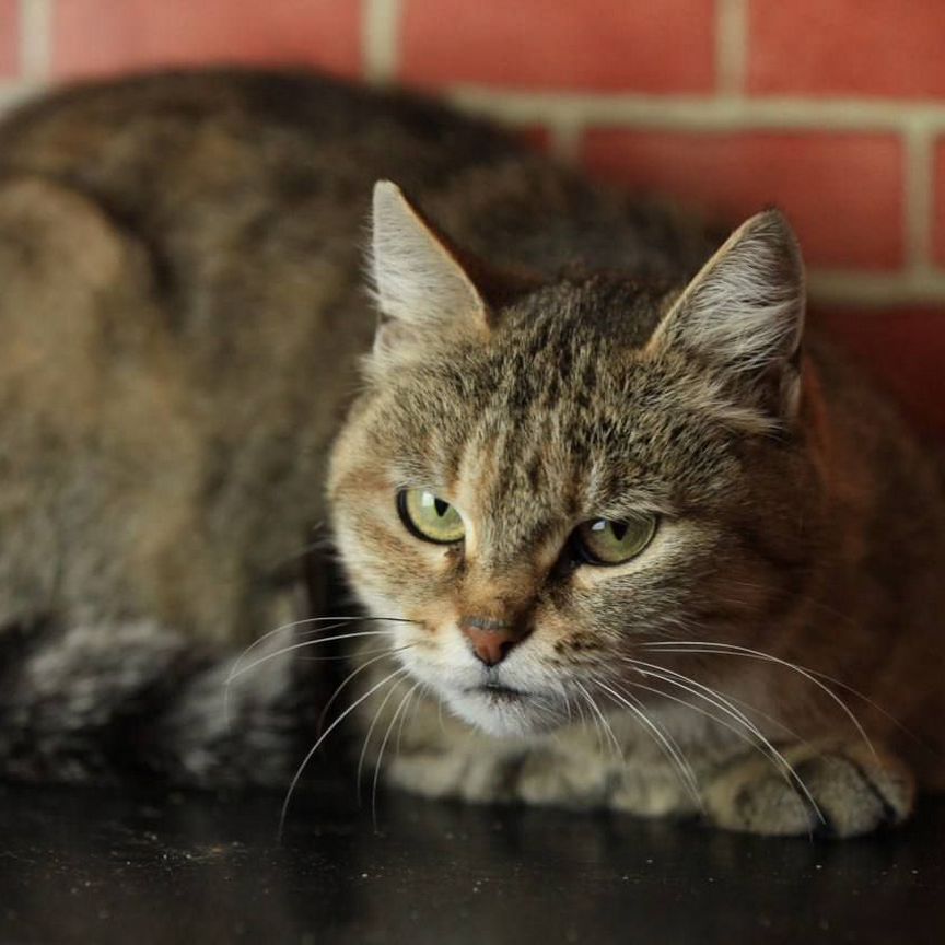 Кошка в добрые руки