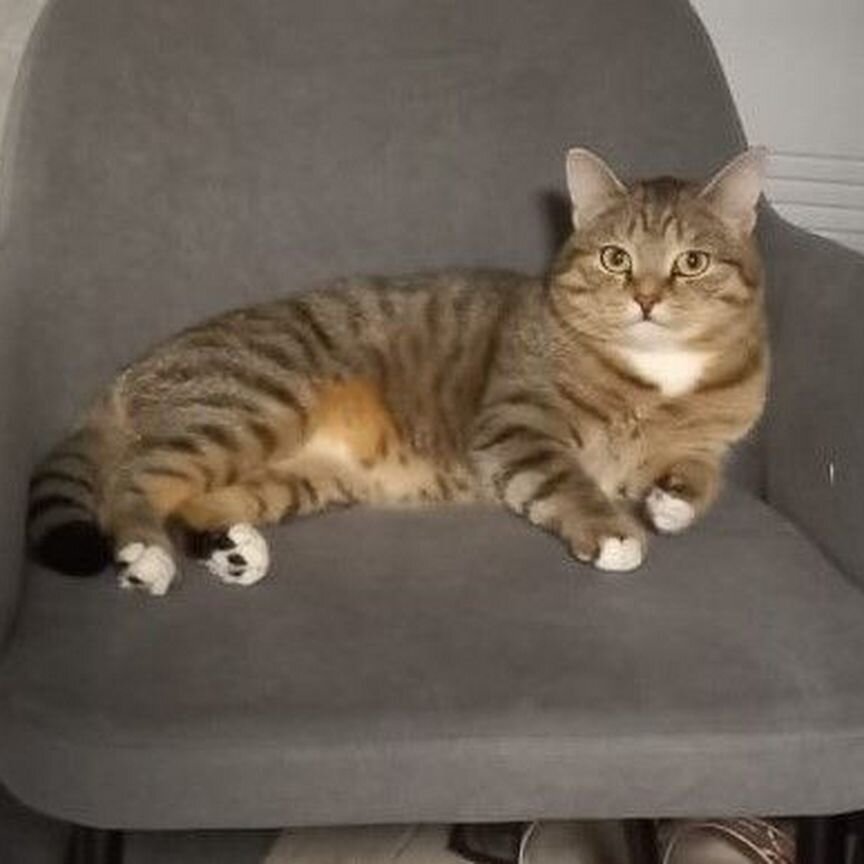Кот, Васька