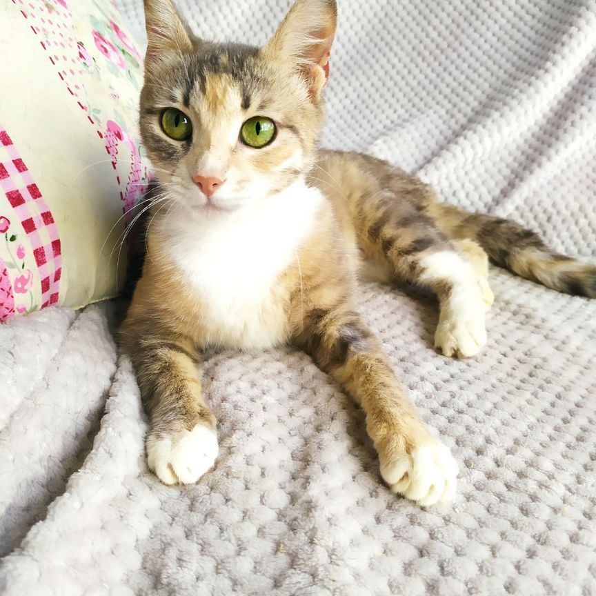 Кошка Мята в хорошие руки