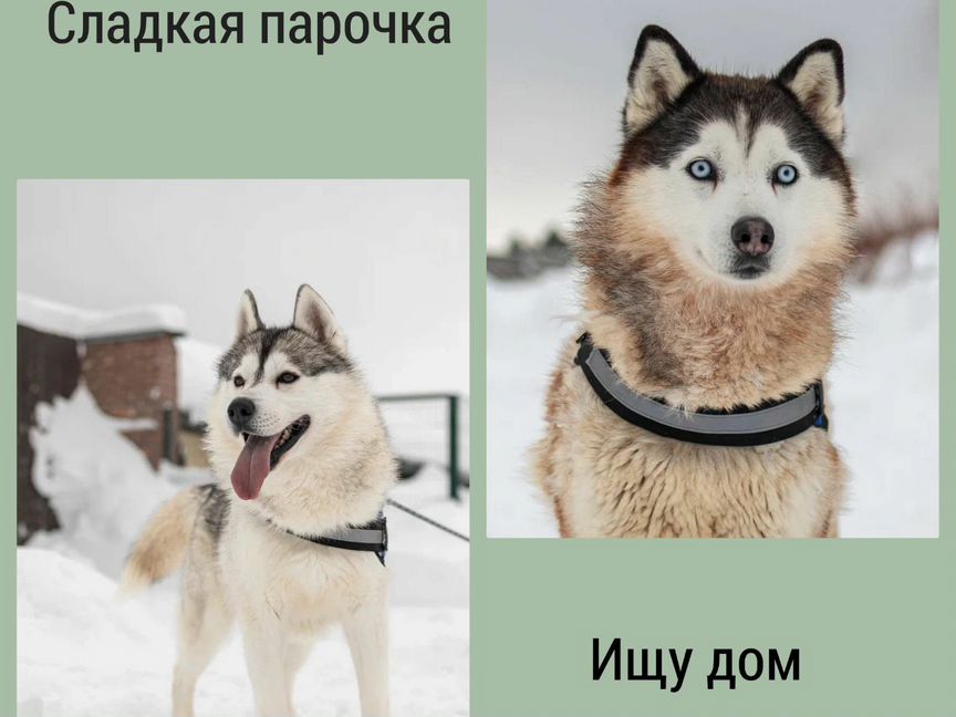 Сибирский хаски