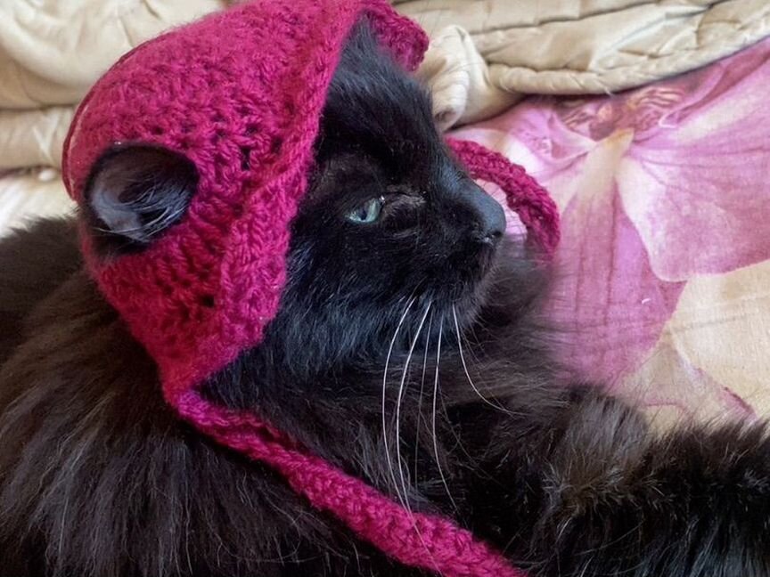 Шапочка для кота