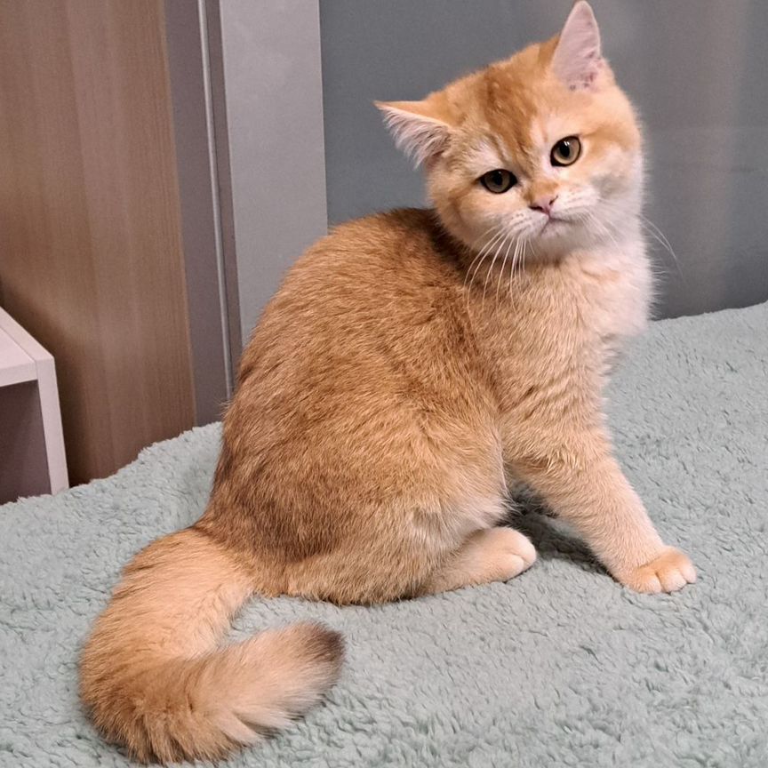 Шотландский вислоухий короткошёрстный котёнок