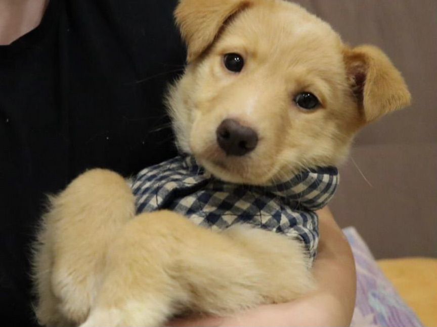 Собачка девочка 4 месяца