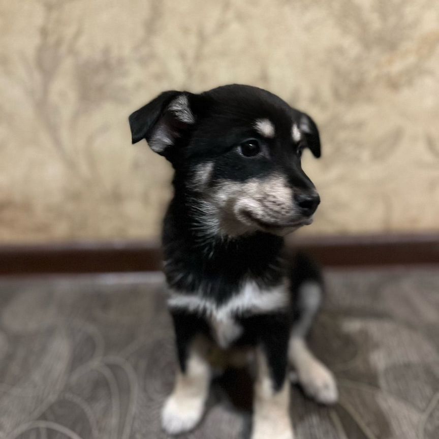 Щенок в добрые руки