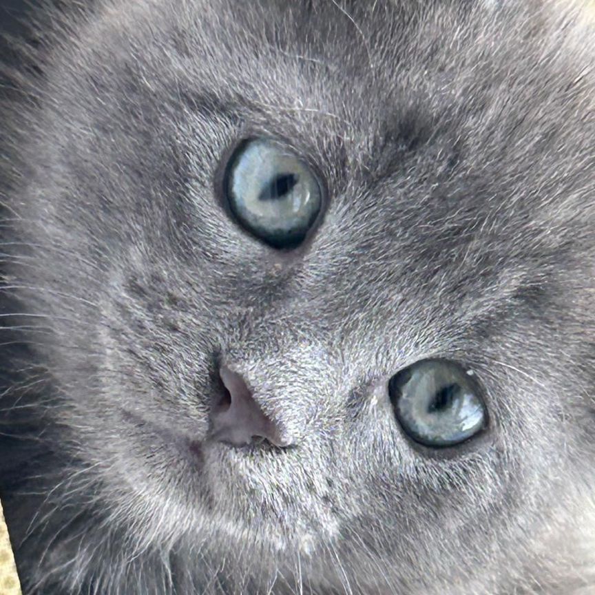 Котенок Мэйн Кун голубой солид