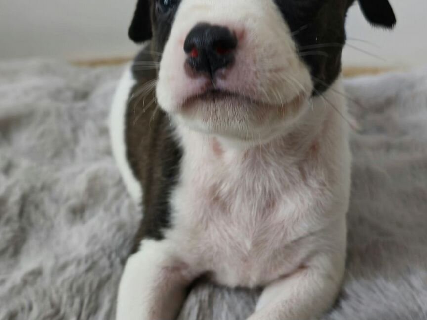 Стаффордширский терьер щенки