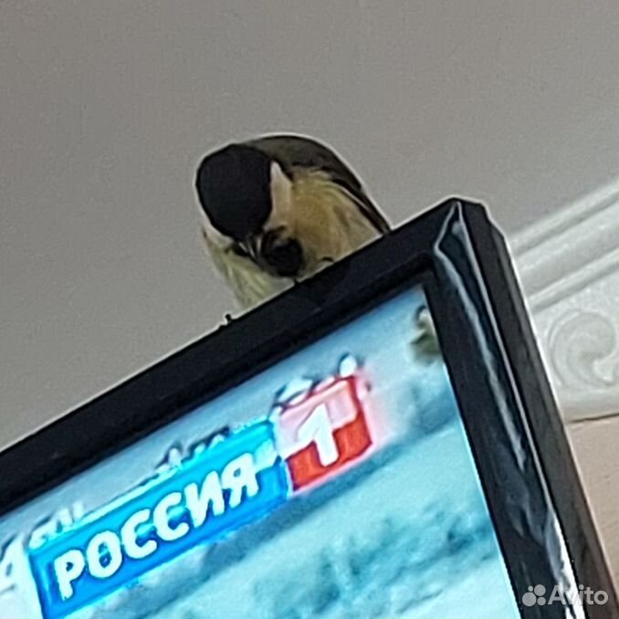 Отдам синичку в добрые руки