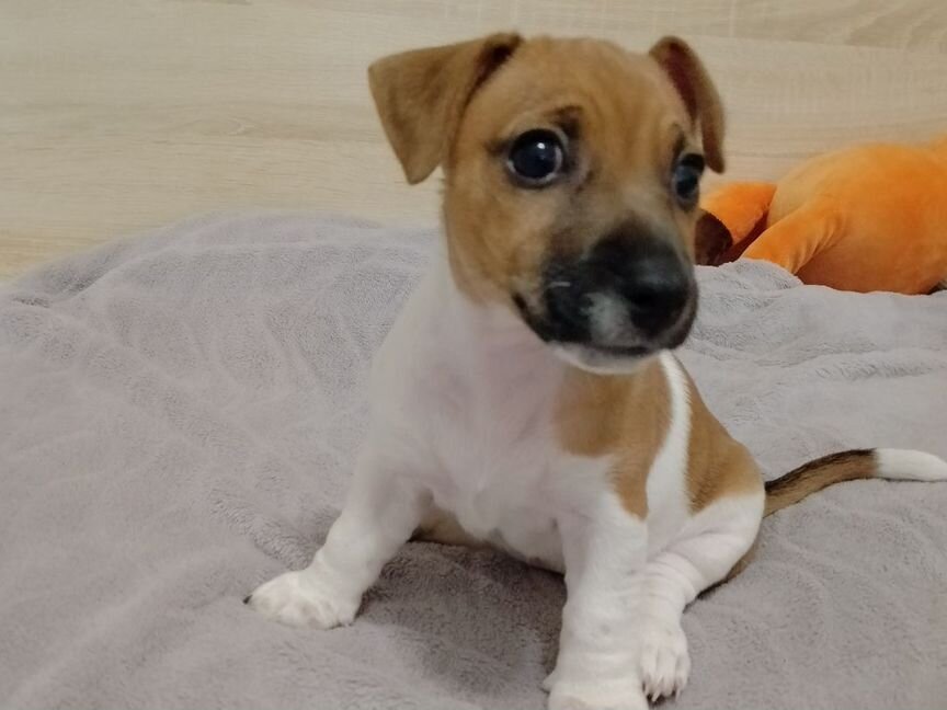 Джек Рассел терьер