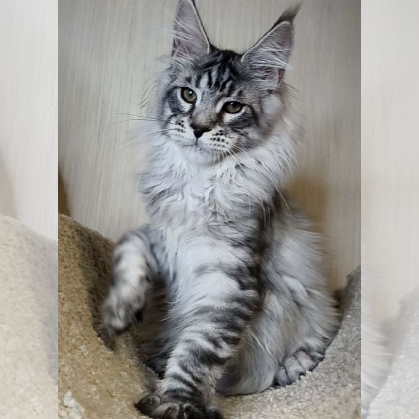 Котёнок мейн-кун
