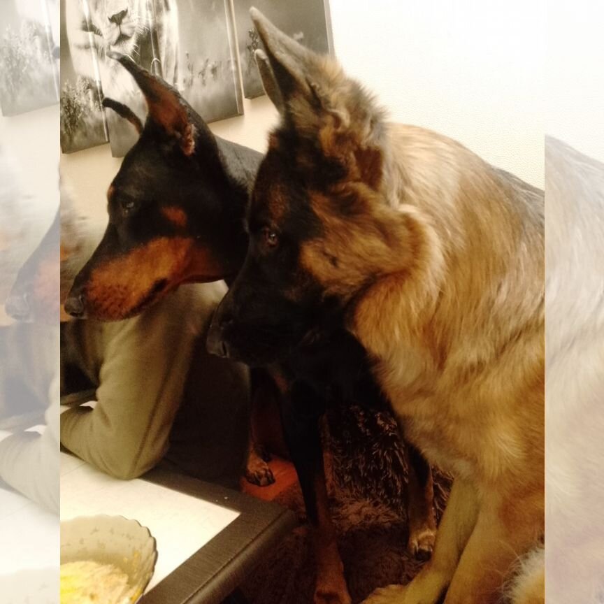 Немецкая овчарка, вязка