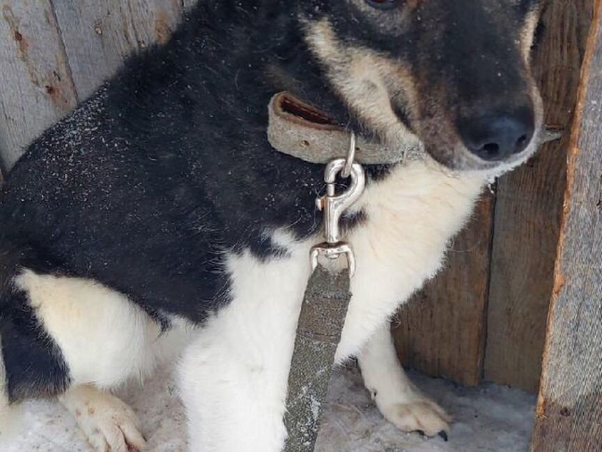 Щенок в добрые руки бесплатно,не большая собачка