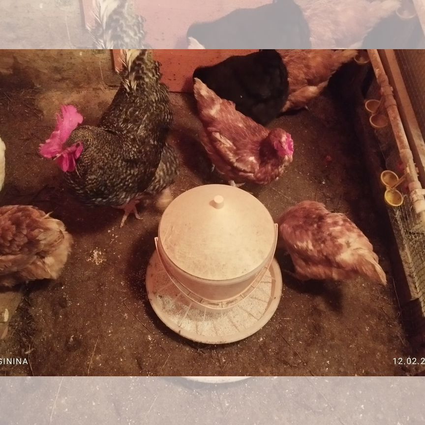 Куры несушки