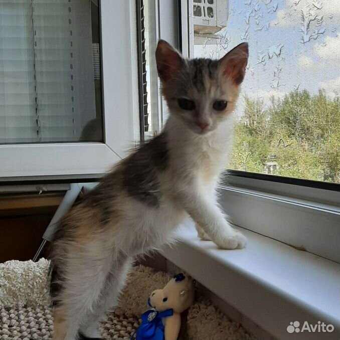 Славная малышка ищет дом