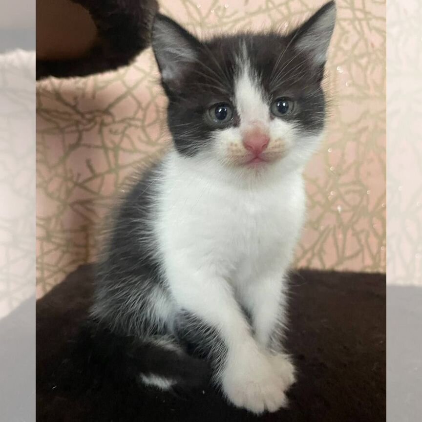 Отдадим котят