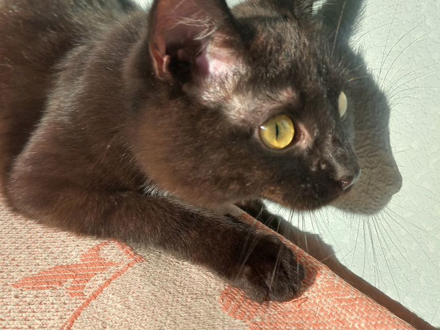 Котёнок шоколадный