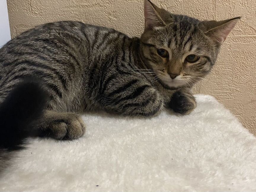 Котик Барсик