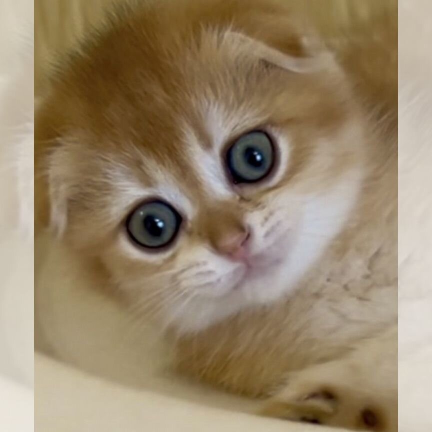 Кукольная шотландская девочка(с документами)