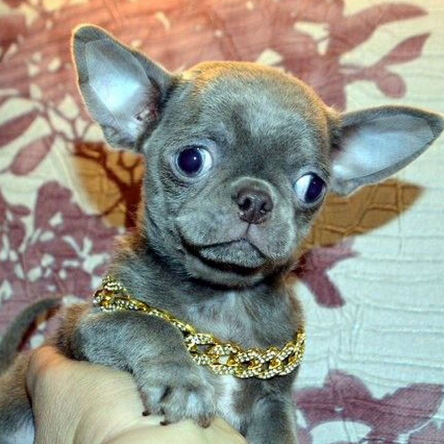 Чихуахуа,красивые, курносые девочки и мальчики