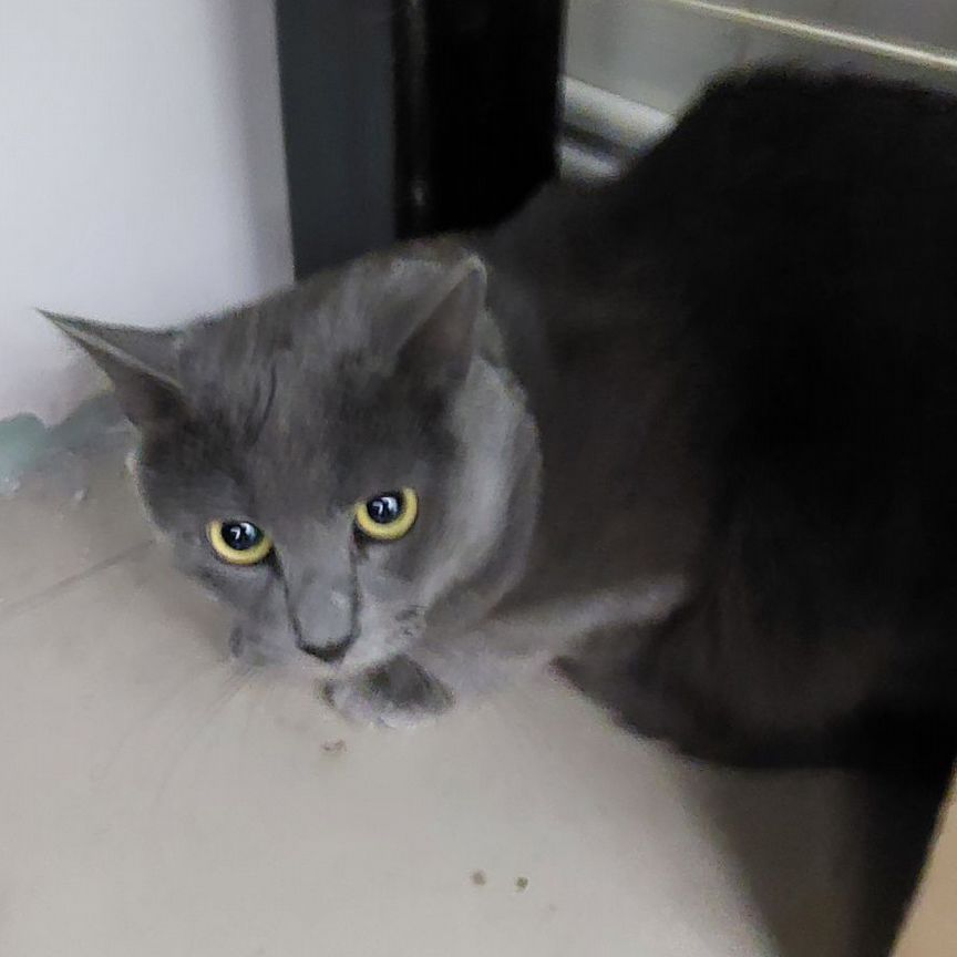 Кот в добрые руки. Спасите кота