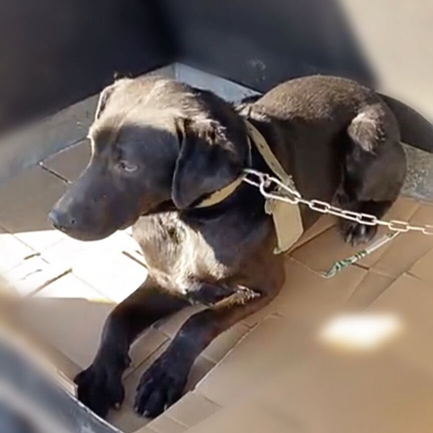 Найден кобель курцхаар