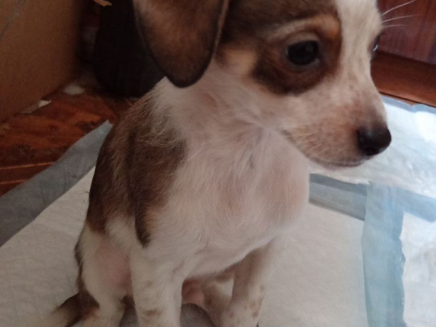 Щенки, смешанная порода