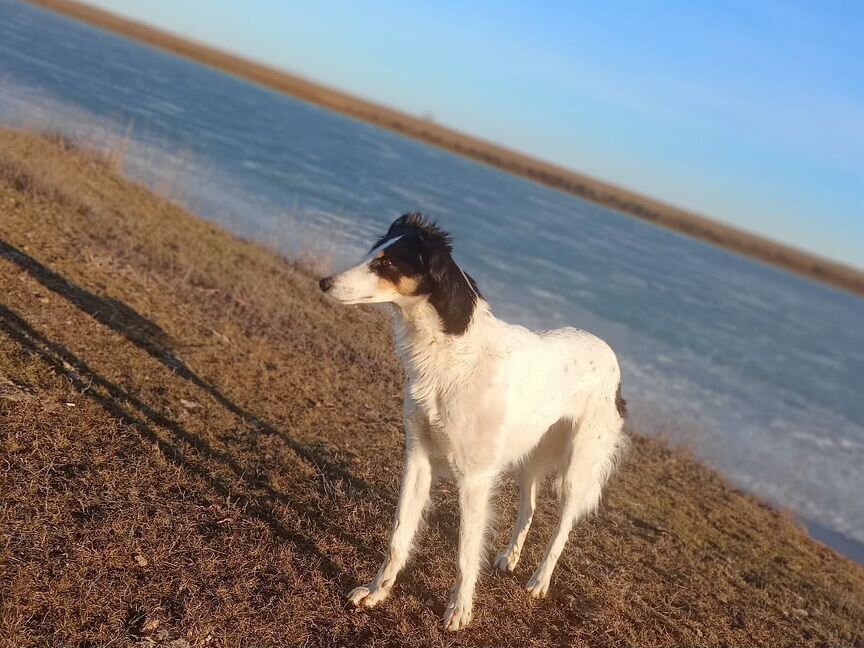 Русская борзая