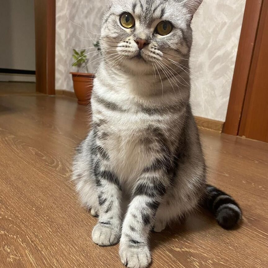 Шотландская шиншилла