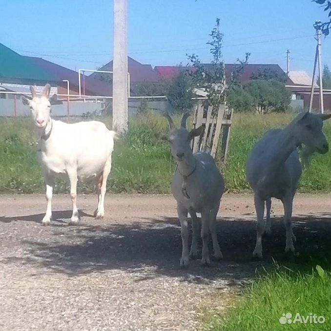 Чистопородные заанненские козы