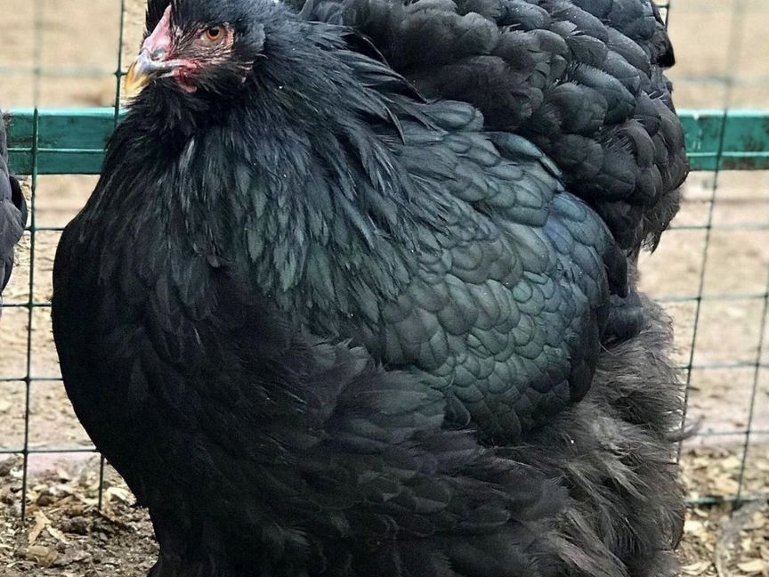 Куры кохинхин
