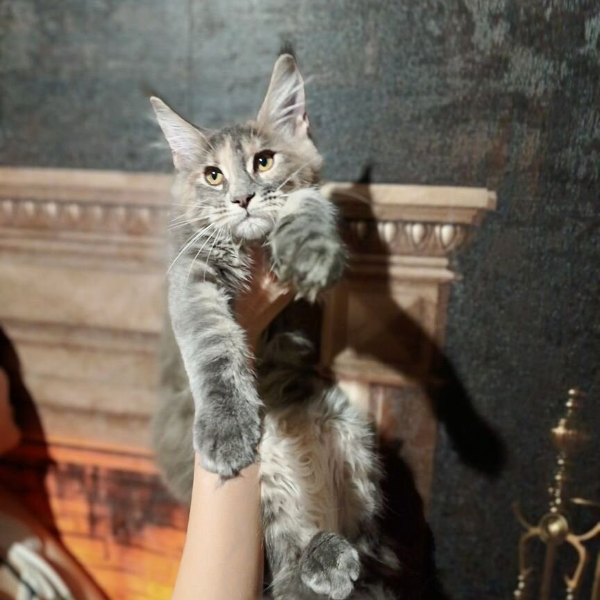 Котята мейн-кун