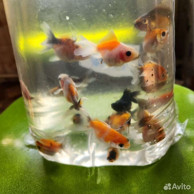 Золотые рыбки, ассорти