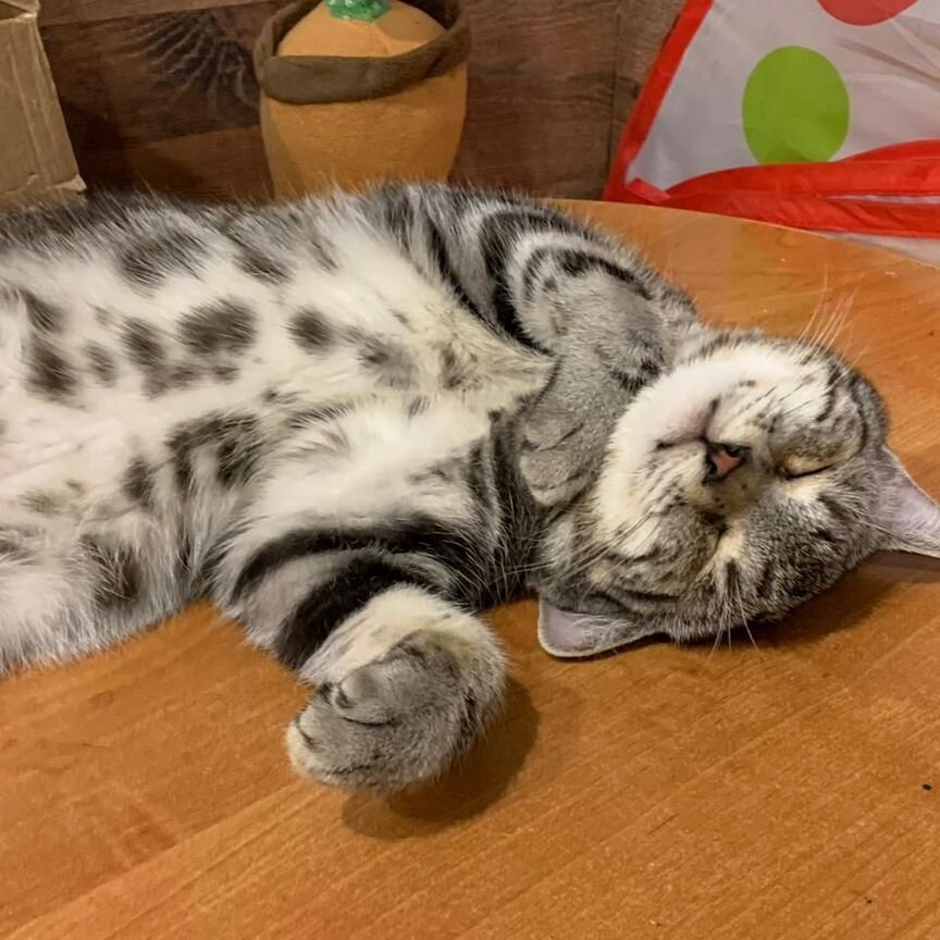 Кот для вязки шотландец