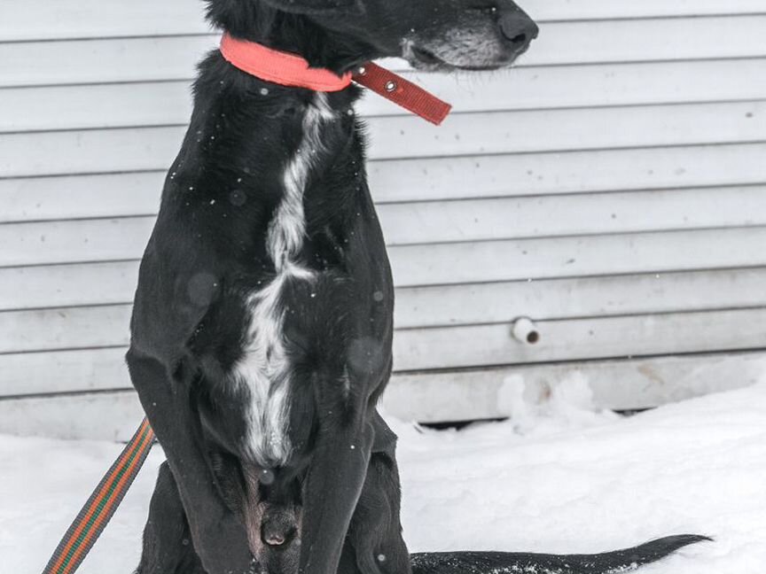 Чарли для квартиры