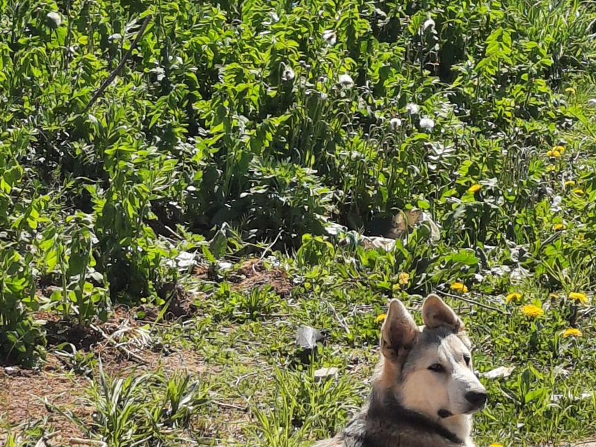 Малыш ищет дом