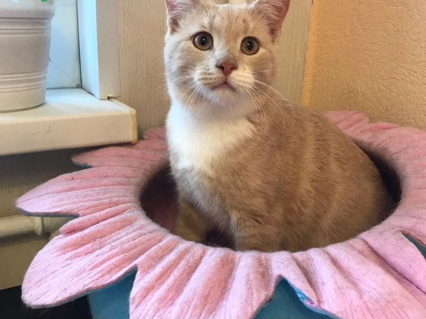 Котенок