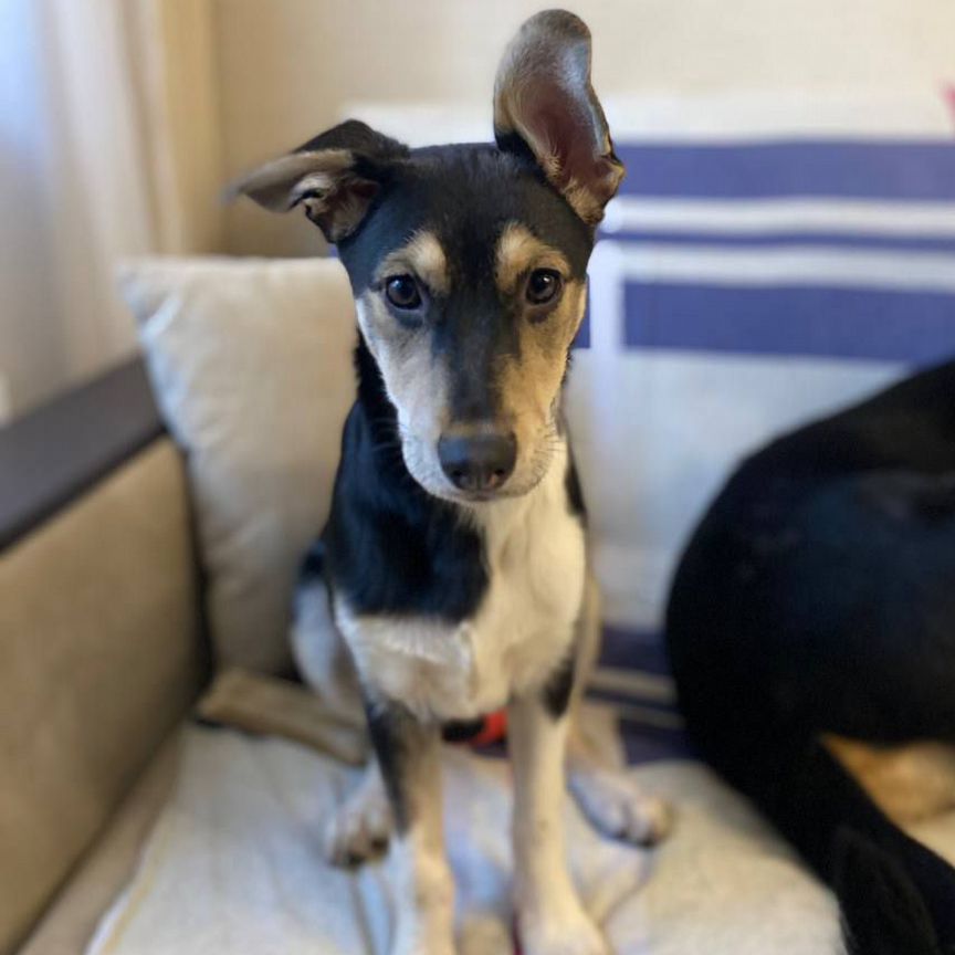 Щенок в добрые руки бесплатно дар