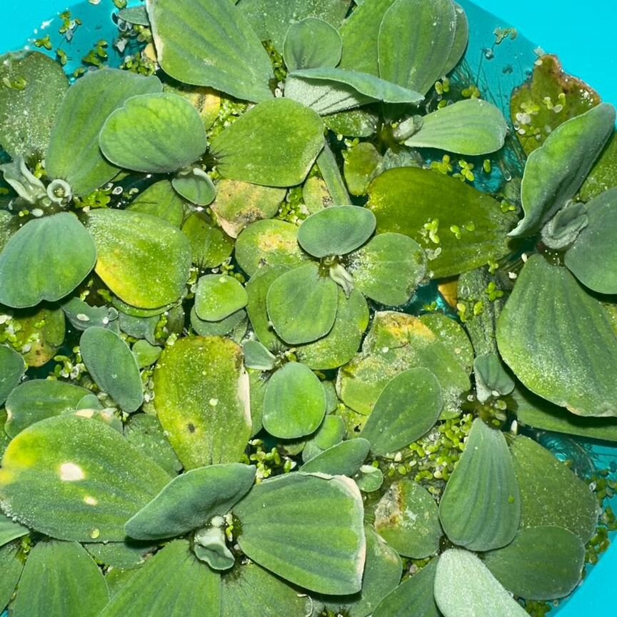 Пистия, ряска, риччия