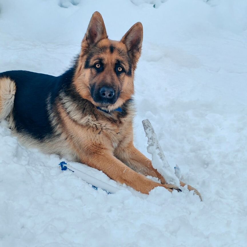 Кобель немецкой овчарки вязка (бесплатно)
