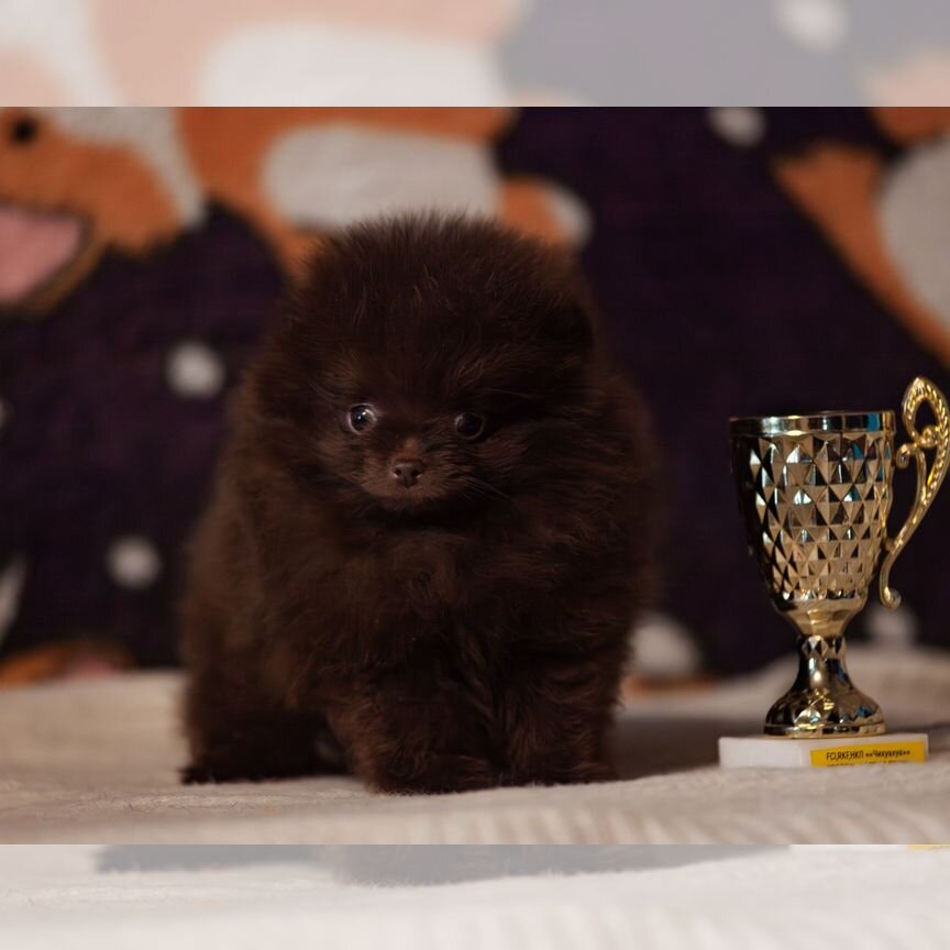 Померанский шпиц, щенок